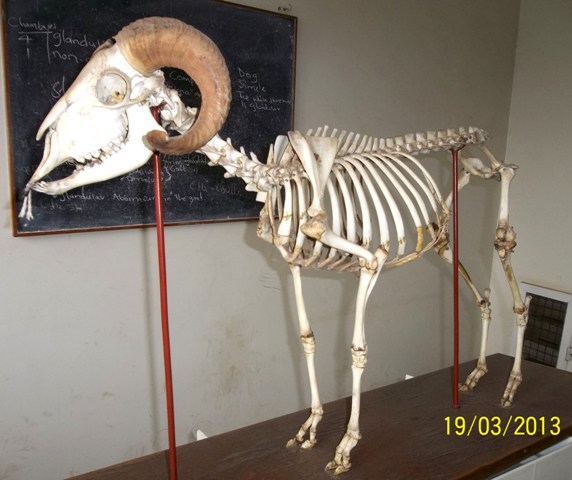 Physiology | Department of Vet. Anatomy And Physiology